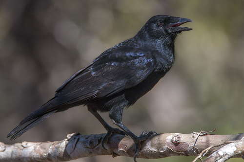 Hispaniolan Palm Crow (Subspecies Corvus palmarum palmarum) · iNaturalist