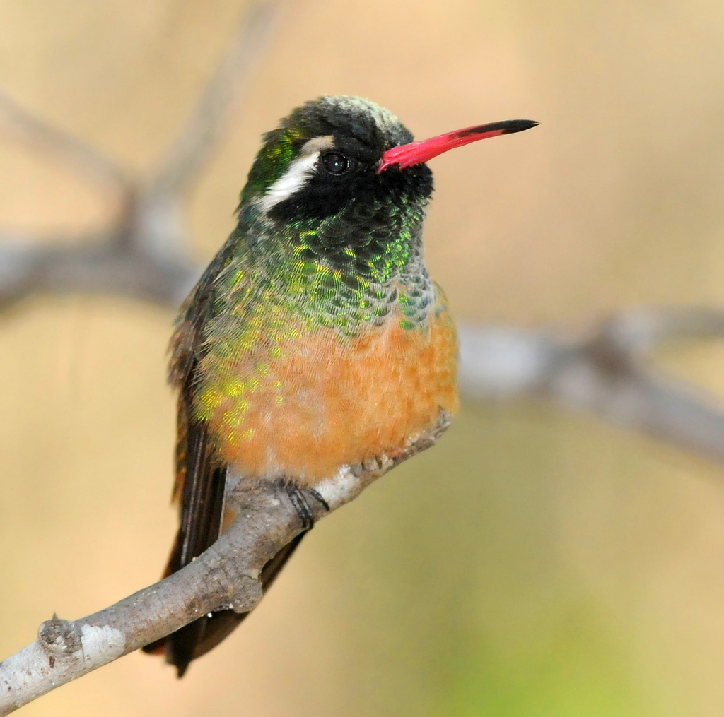 Xantus's Hummingbird from Miraflores, Baja California Sur, Mexico on ...