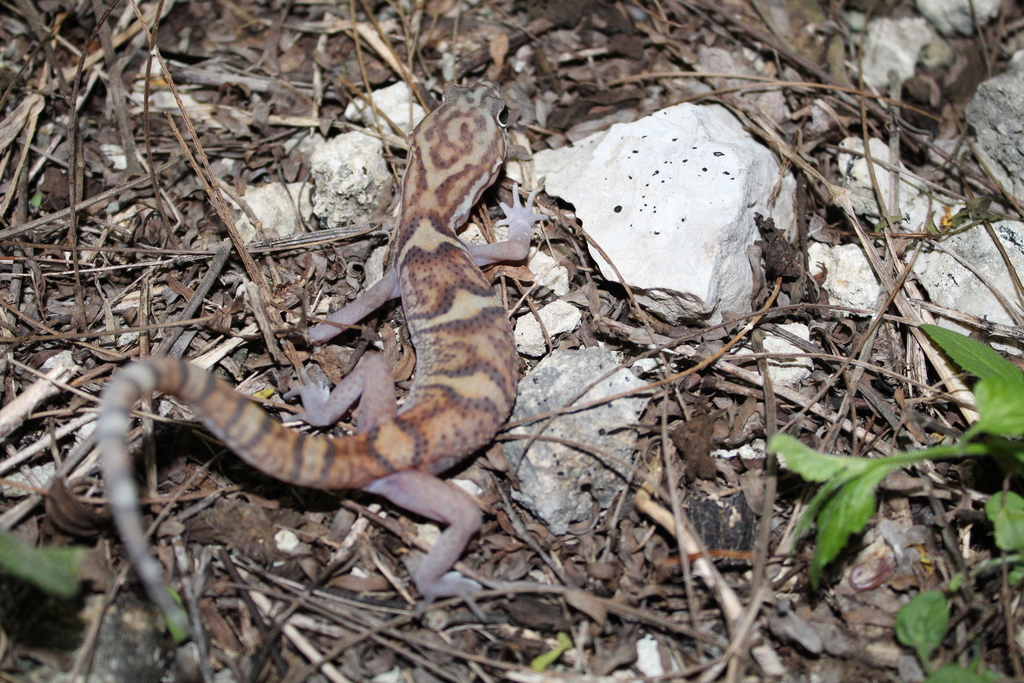 Yucatán Banded Gecko from Ucú, Yuc., México on November 12, 2019 at 07: ...