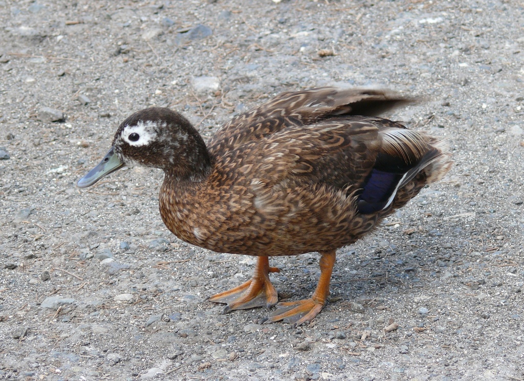 Laysan Duck (Waterfowl of the US) · iNaturalist