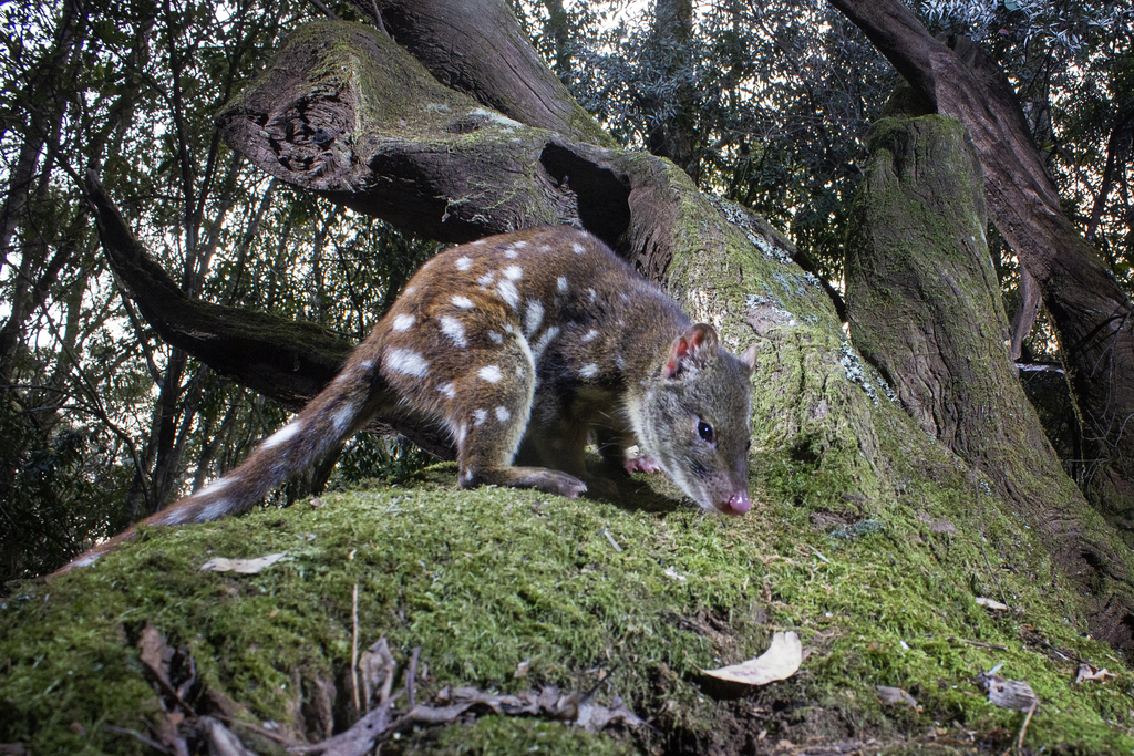 Spotted-tailed Quoll (Dasyurus maculatus) - Know Your Mammals