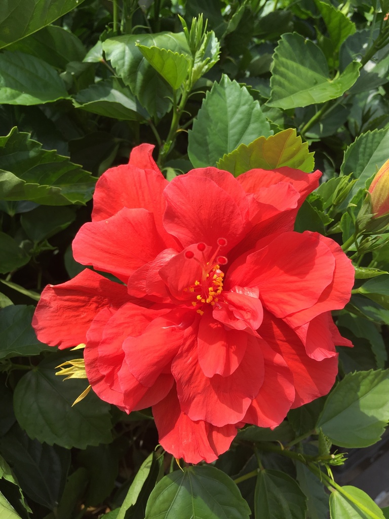 Chinese hibiscus from Issaqueena Trl, Clemson, SC, US on June 19, 2019 ...