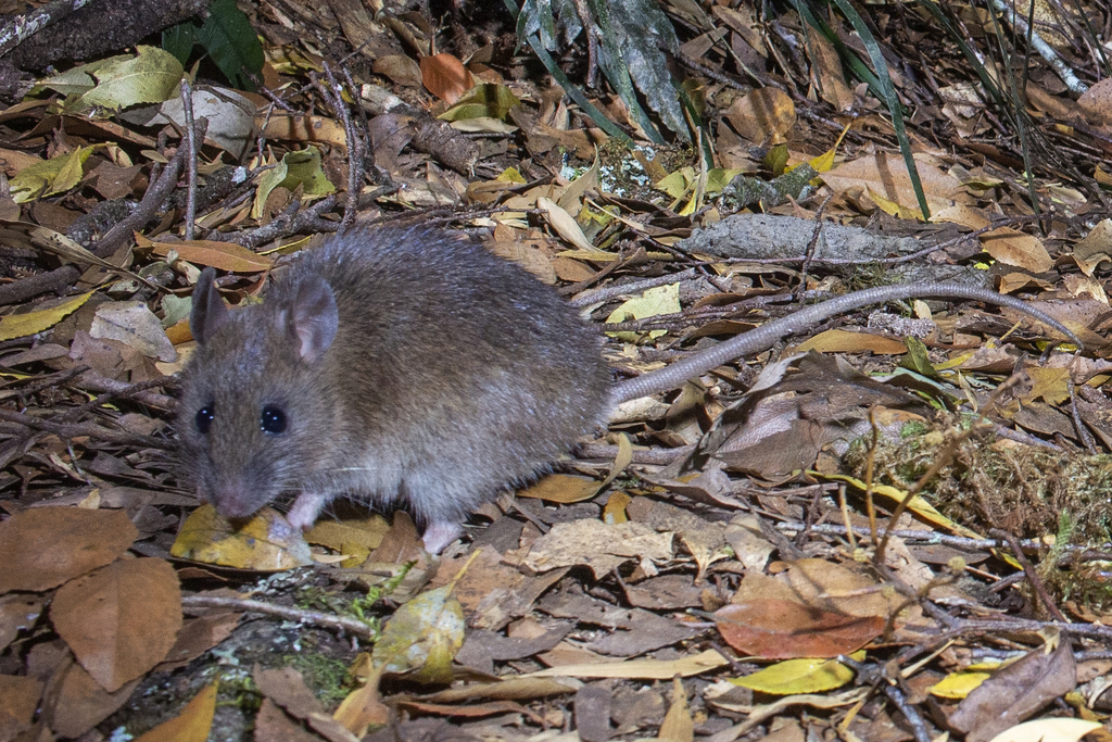 Australian Bush Rat (Rattus fuscipes) - Know Your Mammals