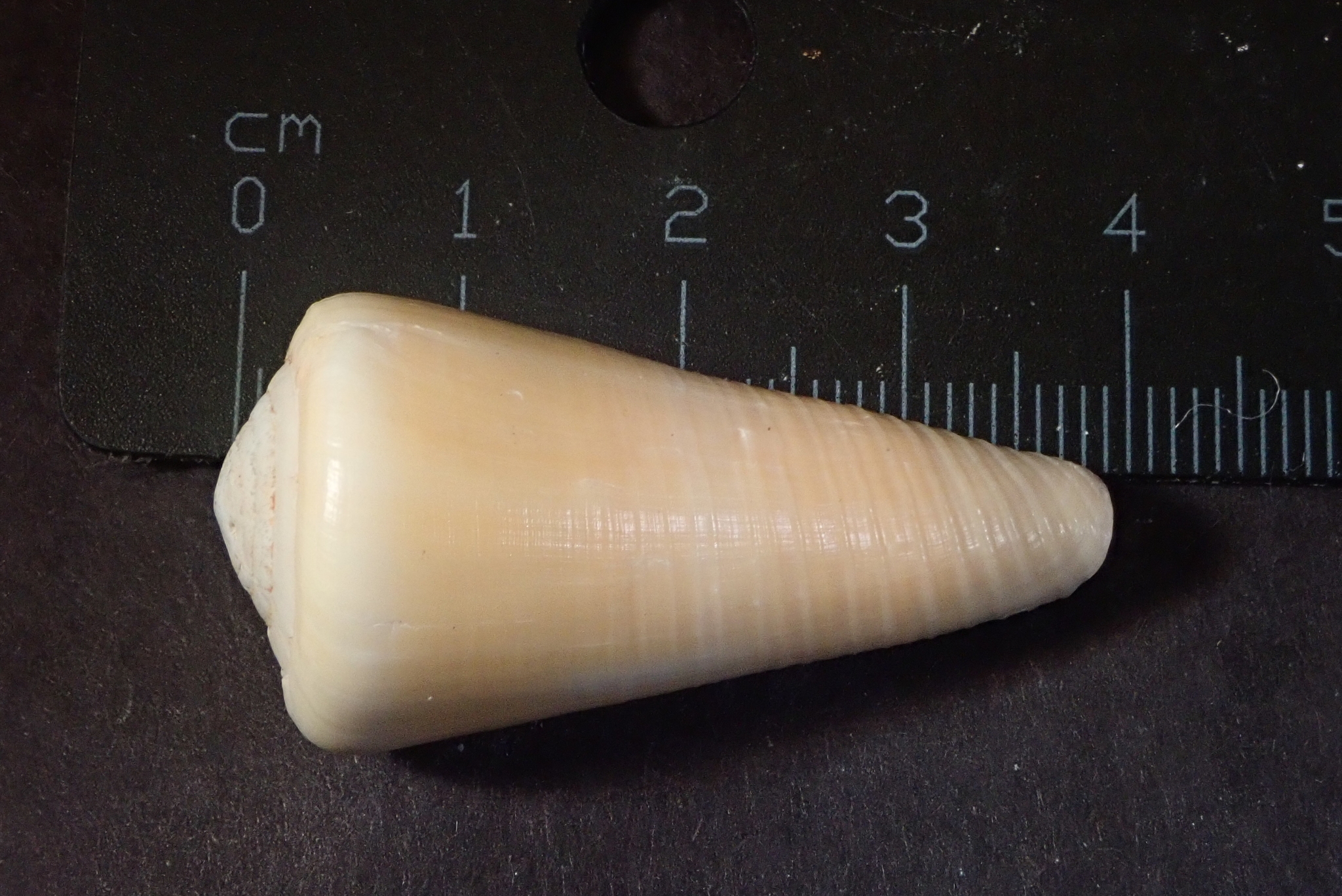 Conus emaciatus Reeve, 1849