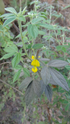 Cajanus lineatus · iNaturalist