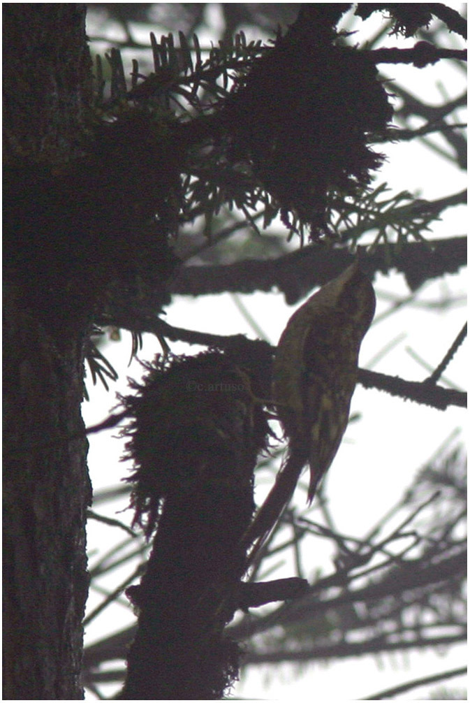 Sichuan Treecreeper from Wawushan, Sichuan, China on July 21, 2005 at ...