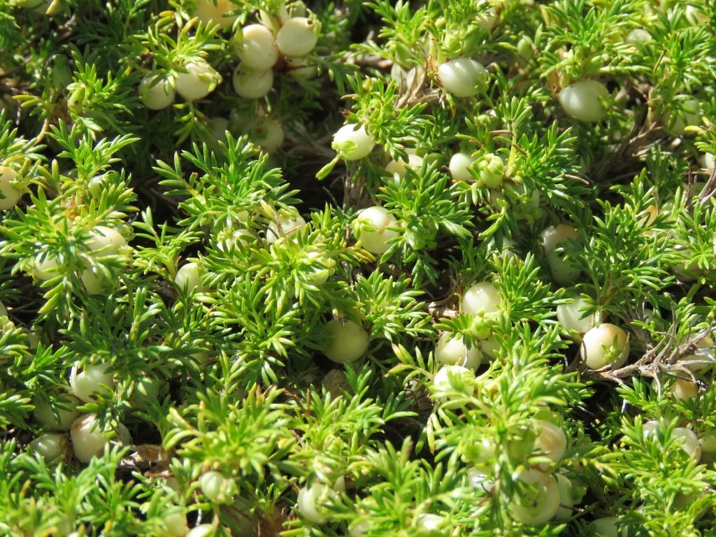 Pearl fruit (Margyricarpus pinnatus) - Botanical Realm
