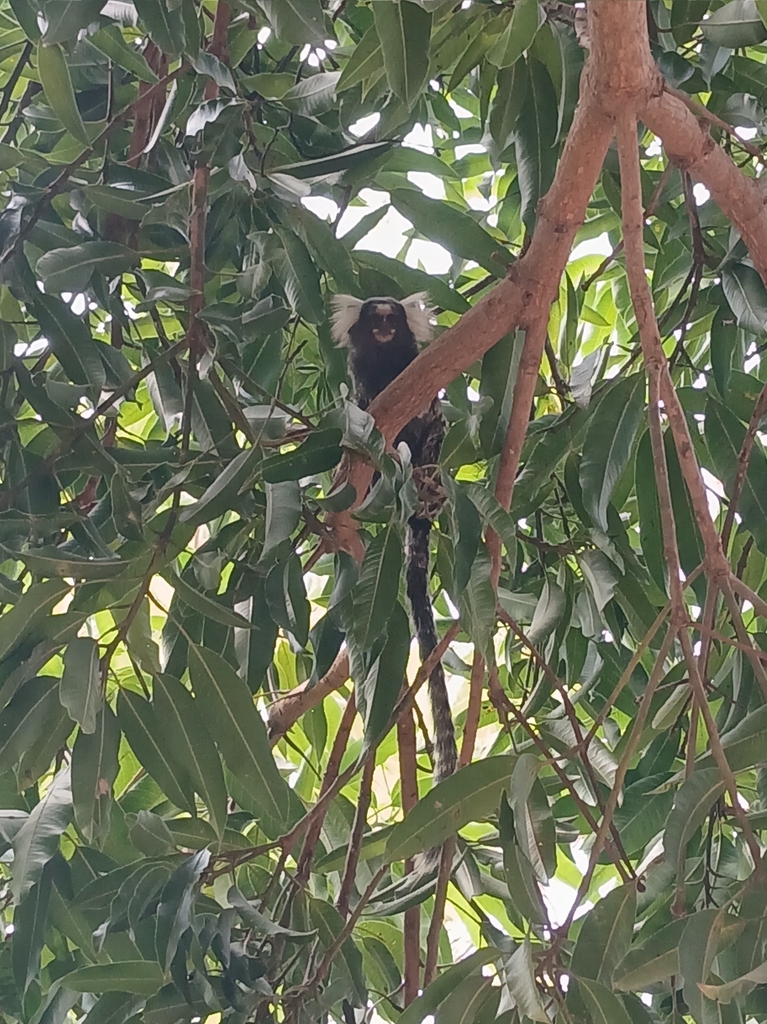 Common Marmoset from Conj. Hab. Hermes Pacheco, Floriano - PI, 64800 ...