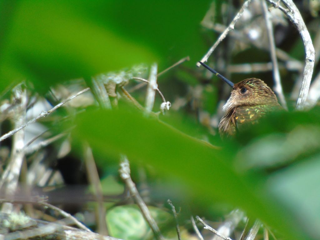 Bronzy Inca from aTuluá, Valle del Cauca, Colombia on November 13, 2019 ...