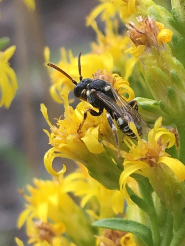 Eagle Cuckoo Nomad Bee (Nomada aquilarum) wildspecies.ca