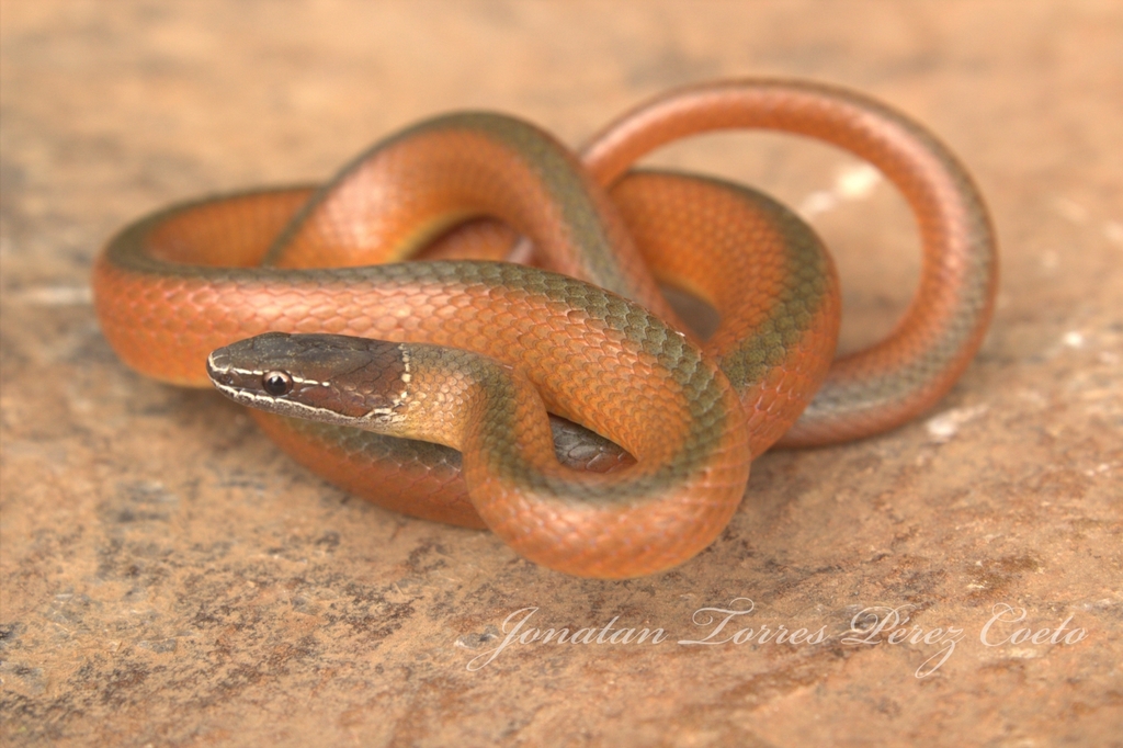 Dipsadine Snakes (Dipsadinae) - Snakes and Lizards