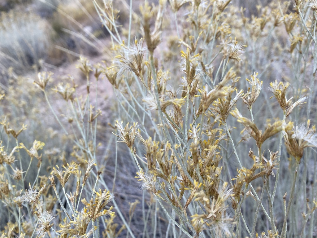 Rubber Rabbitbrush from Grand Canyon, Grand Canyon National Park ...