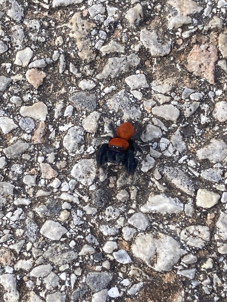 Cardinal Jumping Spider in September 2025 by James P. · iNaturalist