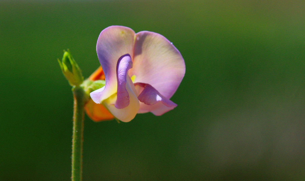 Vigna vexillata angustifolia from Marievale, Nigel, South Africa on ...