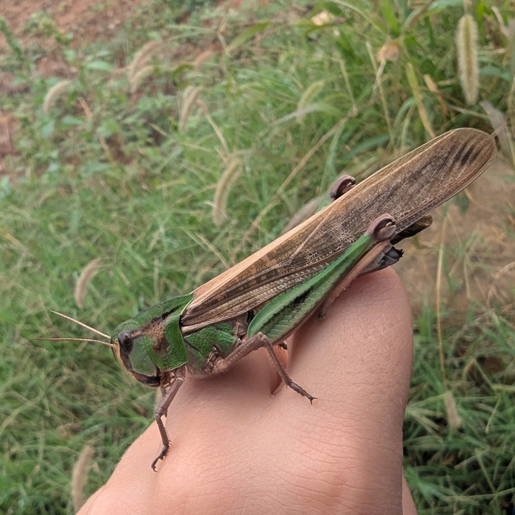 Migratory Locust from Fontcoberta, Girona, Espanya on September 13 ...