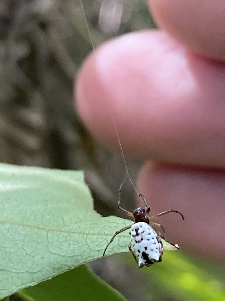 White Micrathena from Fannie Stebbins Wildlife Refuge, 202 Bark Haul Rd ...