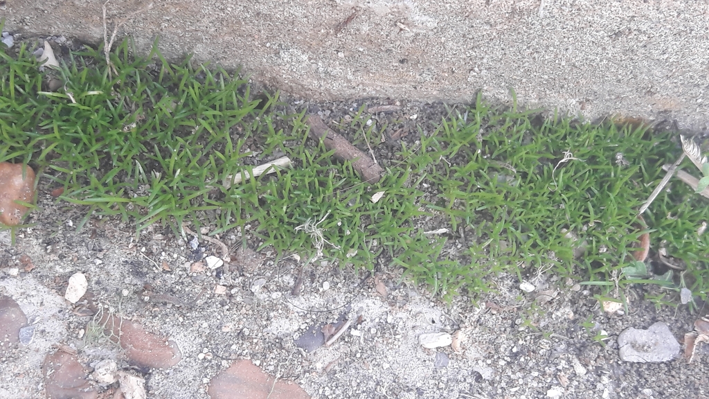 Procumbent Pearlwort from Ramat Gan, Israel on November 20, 2019 at 10: ...