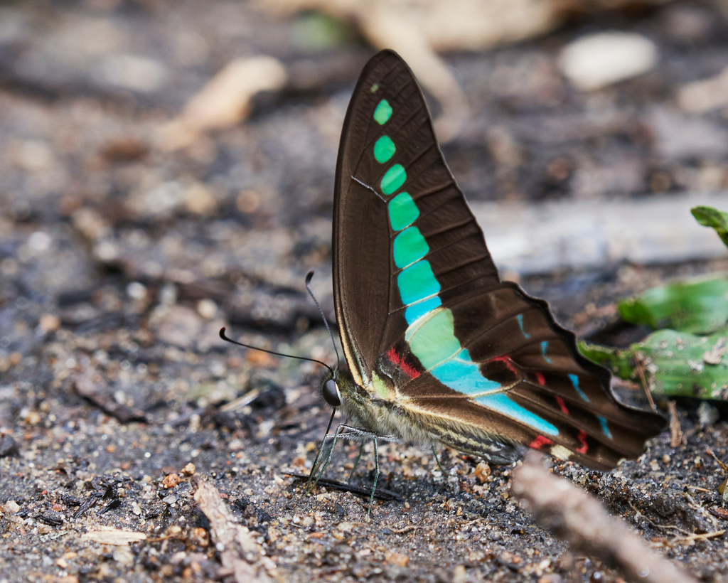 Narrow-banded Bluebottle (Butterfly Checklist guide of Maharashtra ...