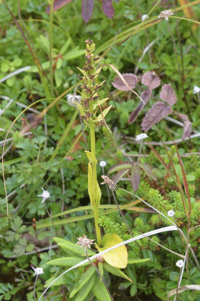Aleutian Bog Orchid from Kuril'skiy rayon, Sakhalin, Russia on ...