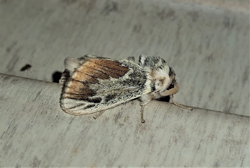 Mesoscia terminata · iNaturalist Mexico