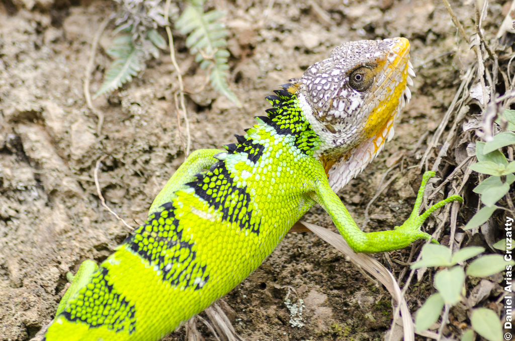Peruvian Monkey Lizard from Chinchipe, Ecuador on November 30, 2016 at ...
