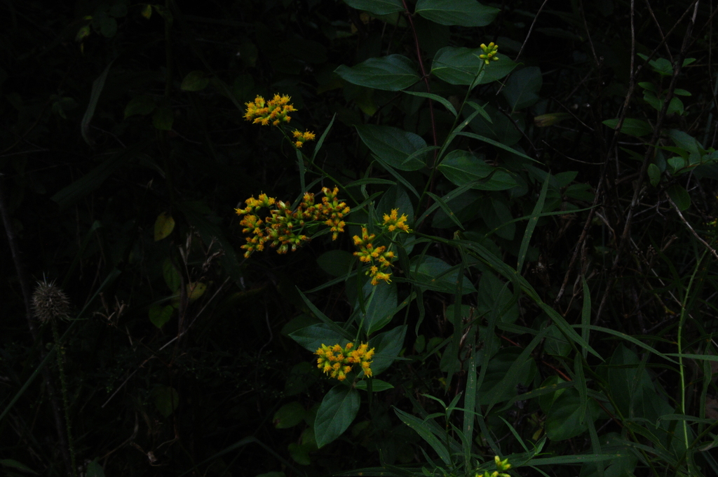 flat-topped goldenrod in September 2025 by Zach Bell. ??? not 100 ...