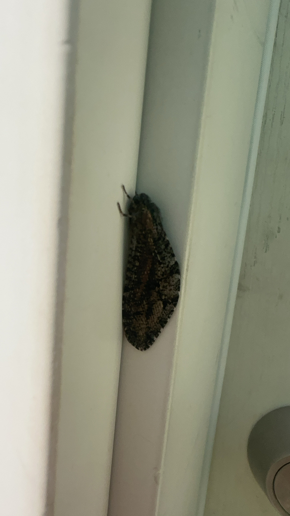 Polystoechotes punctata from Waterville on September 13, 2025 at 11:20 ...