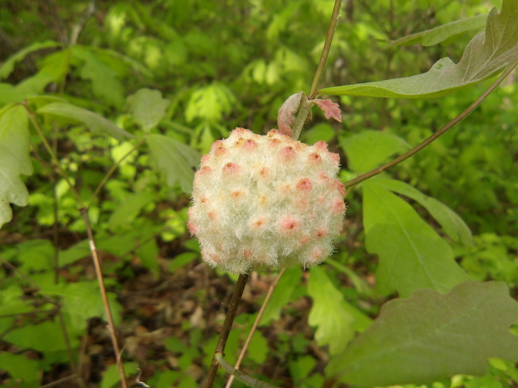 Wool Sower Gall Wasp from Big Ridge State Park, 1015 Big Ridge Park Rd ...