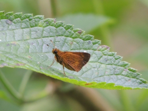 Yellow-clubbed Skipper (Buzyges idothea) · iNaturalist