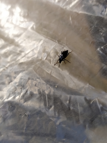 Scaphium immaculatum · Naturalista Costa Rica