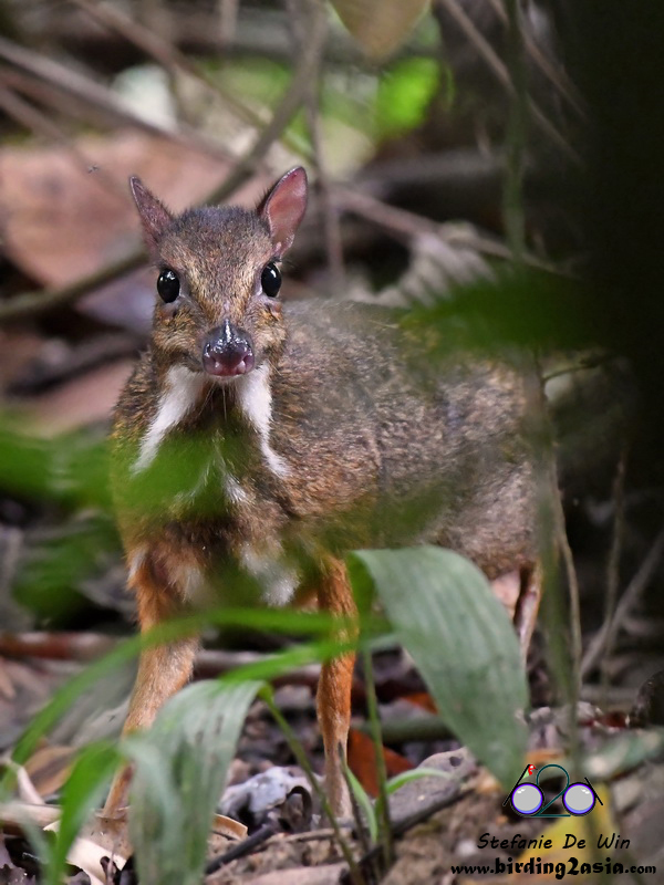 Lesser Oriental Chevrotain from Lahad Datu, Sabah, Malaysia on July 4 ...