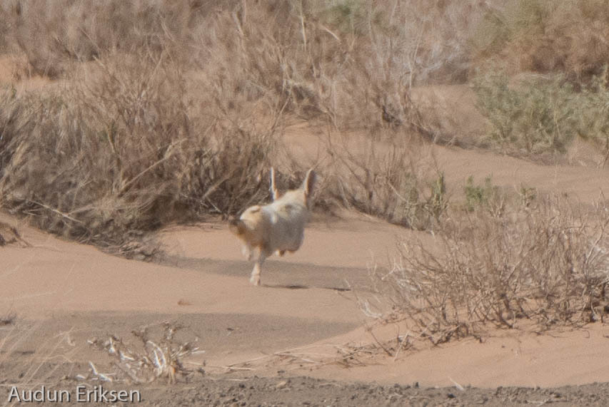 Fennec Fox from Errachidia Province, Morocco on March 5, 2017 at 12:42 ...