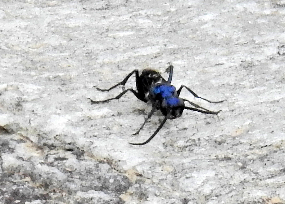 Ampulex from Garden Route Botanical Garden on November 20, 2019 at 11: ...