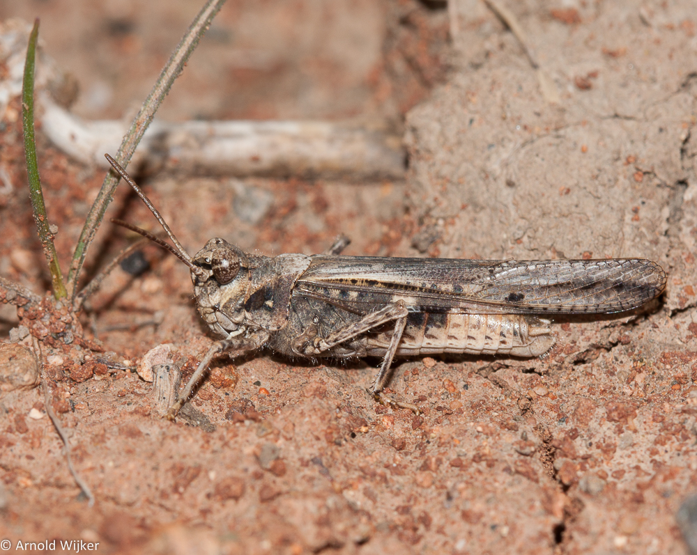 Slender Digging Grasshopper from Digor/Kars, Turkije on April 27, 2009 ...