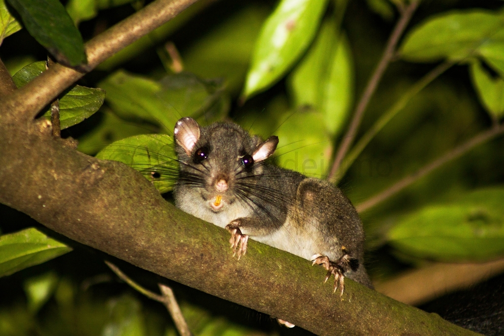 Flightless Anomalure from Ajebandele, Nigeria on May 07, 2019 at 08:17 ...