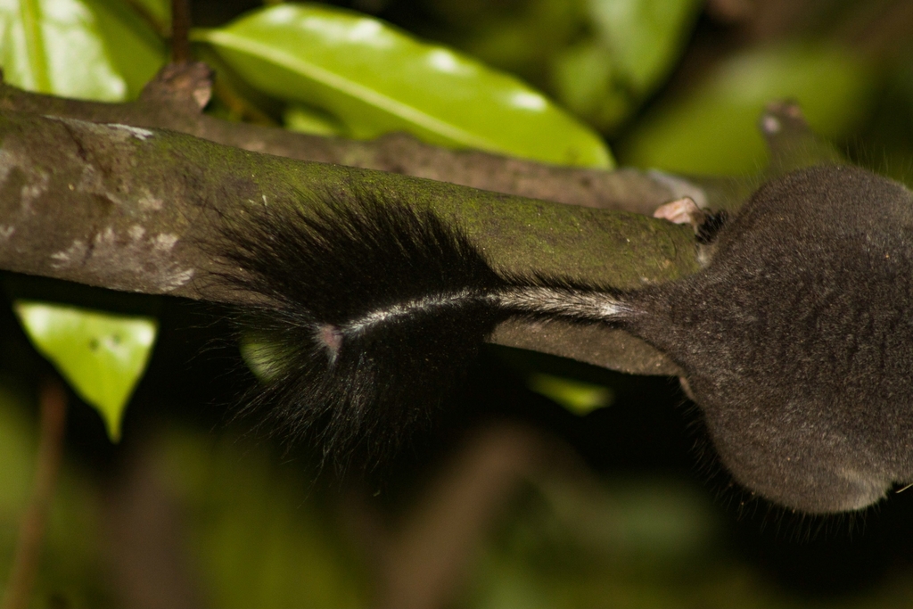 Flightless Anomalure (Zenkerella insignis) - Know Your Mammals