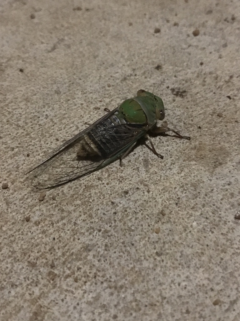 Corroboree cicada from Newham Circuit, Tindal, NT, AU on November 21 ...