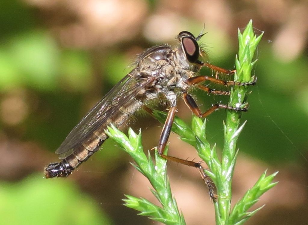 Neomochtherus auricomus from Pocahontas State Park, VA on September 5 ...