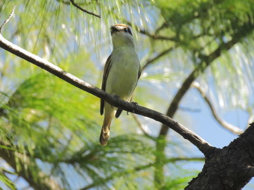 Gray-collared Becard (Western) (Subspecies Pachyramphus major ...