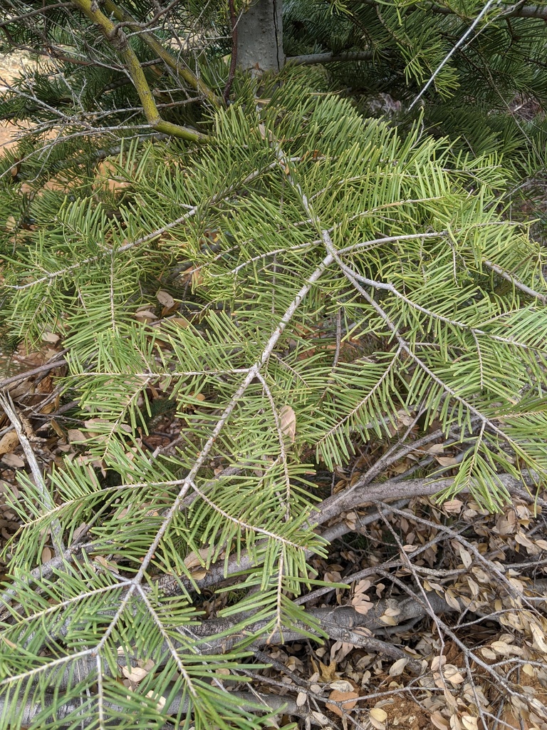 white fir from San Diego County, CA, USA on November 19, 2019 at 09:56 ...