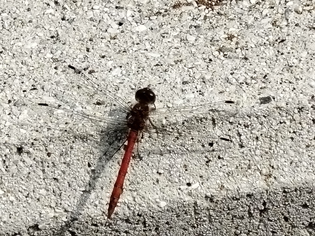 Meadowhawks from Merano, Autonomous Province of Bolzano – South Tyrol ...