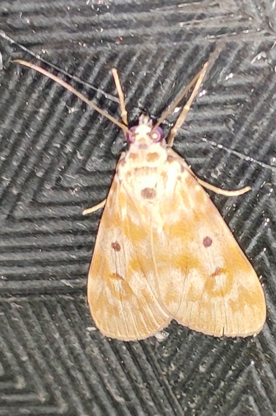 Carissa Tiger Moth from Mhasave, Maharashtra, India on November 20 ...