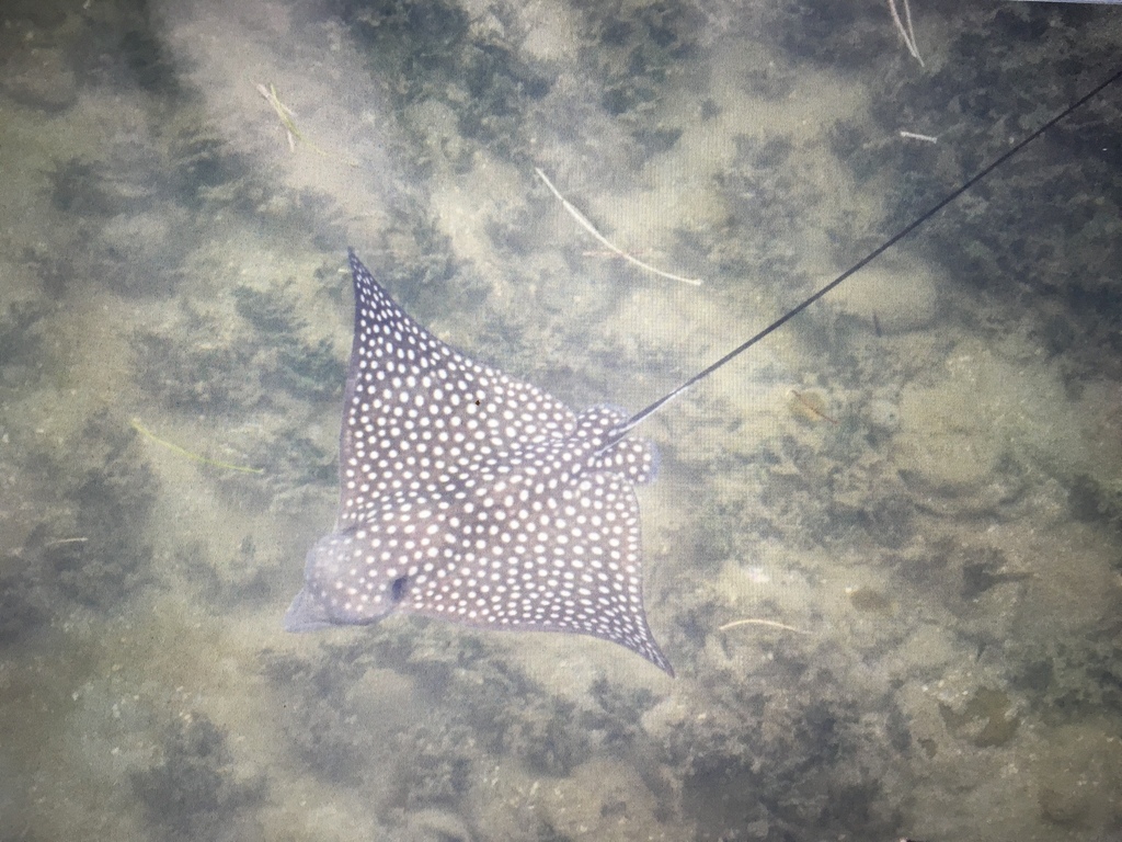 Spotted Eagle Ray in November 2019 by xaviervilport · iNaturalist