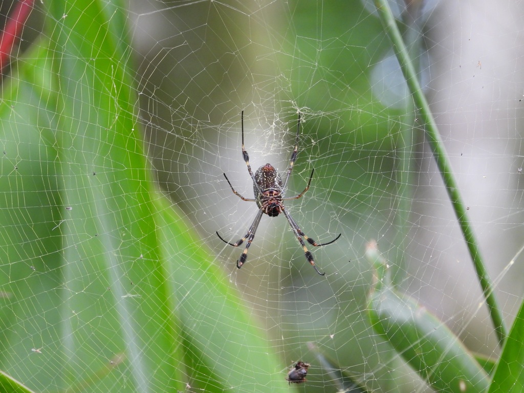 Golden Silk Spider from Alotenango, Guatemala on September 12, 2019 at ...