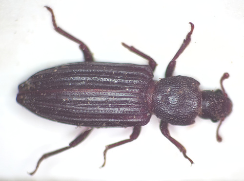 Ascetoderes illusus · iNaturalist