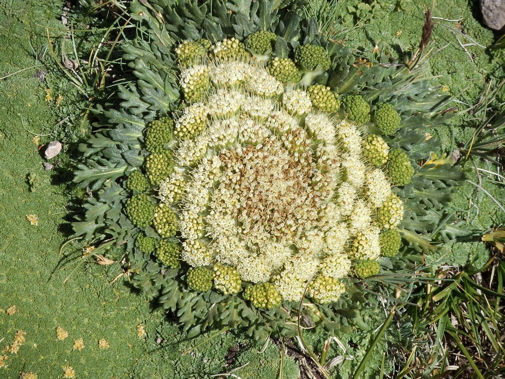 calycera family (Calyceraceae) - Botanical Realm