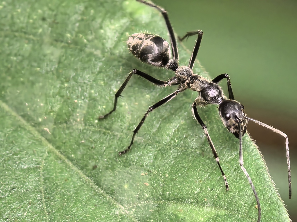 Monster-head Carpenter Ants from Crocker Range, Sabah, Malaysia on ...