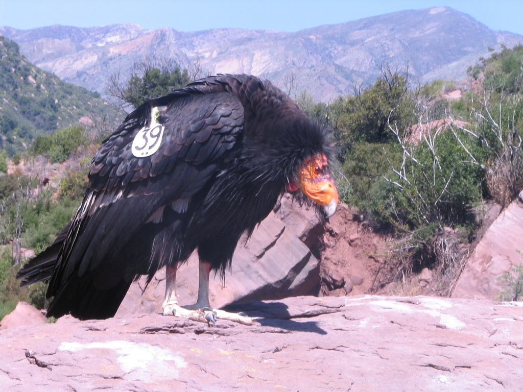 California Condor in April 2010 by Zack Abbey. On a hike in the Sespe ...