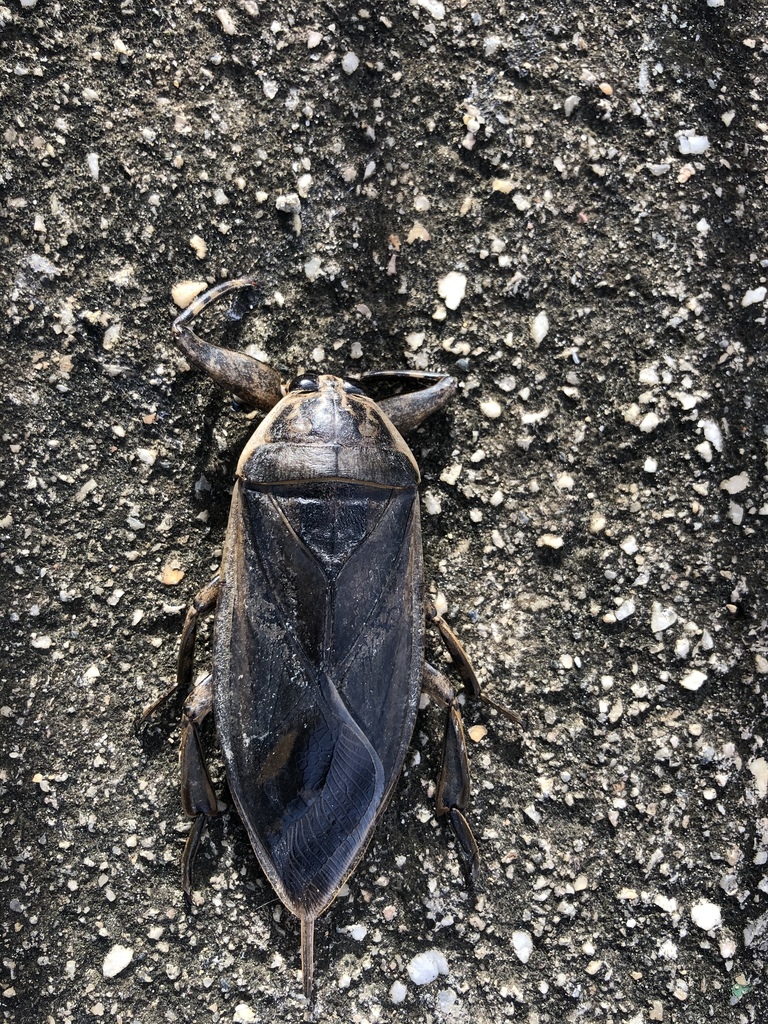 Lethocerus maximus from O'Connor Street, Trinidad and Tobago, TT on ...