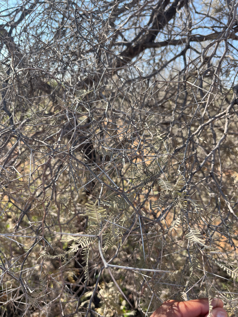 Grey Camel Thorn from Kgalagadi, Northern Cape, ZA on September 14 ...